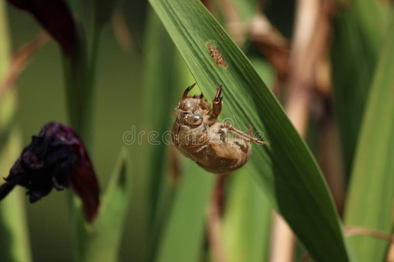 Cicada Insect Shell in Garden after Shedding Stock Image - Image of ...