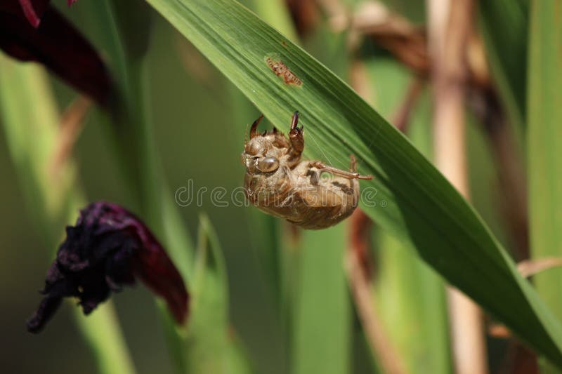 Cicada Insect Shell in Garden after Shedding Stock Photo - Image of ...