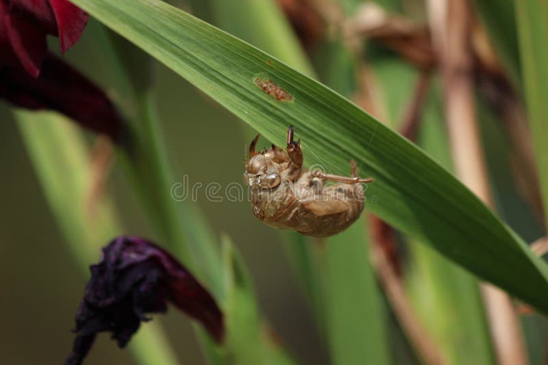 Cicada Insect Shell in Garden after Shedding Stock Image - Image of ...