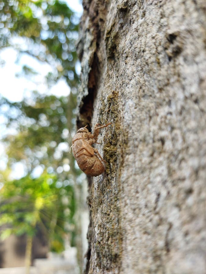Cicada Insect Skin Sticks To the Durian Tree Trunk Stock Image - Image ...