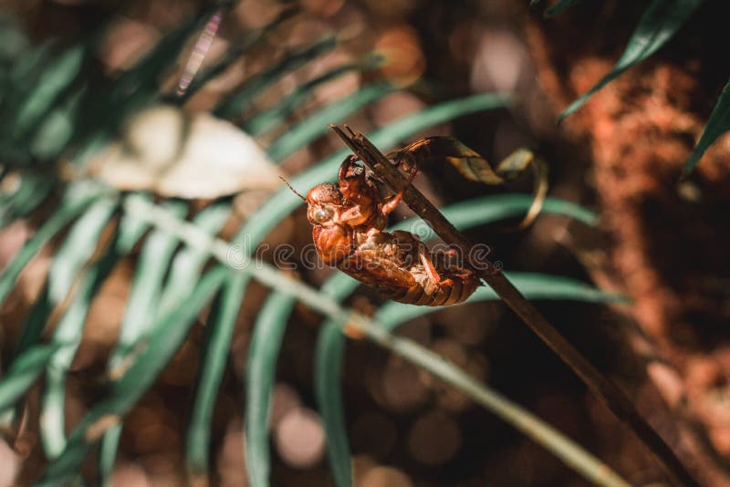 Cicada Insect Stains Perched on a Branch Stock Image - Image of grass ...