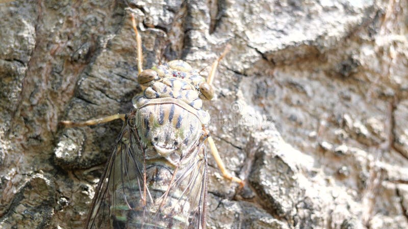 Cicada Insect in Thailand and Southeast-Asia. Stock Video - Video of ...