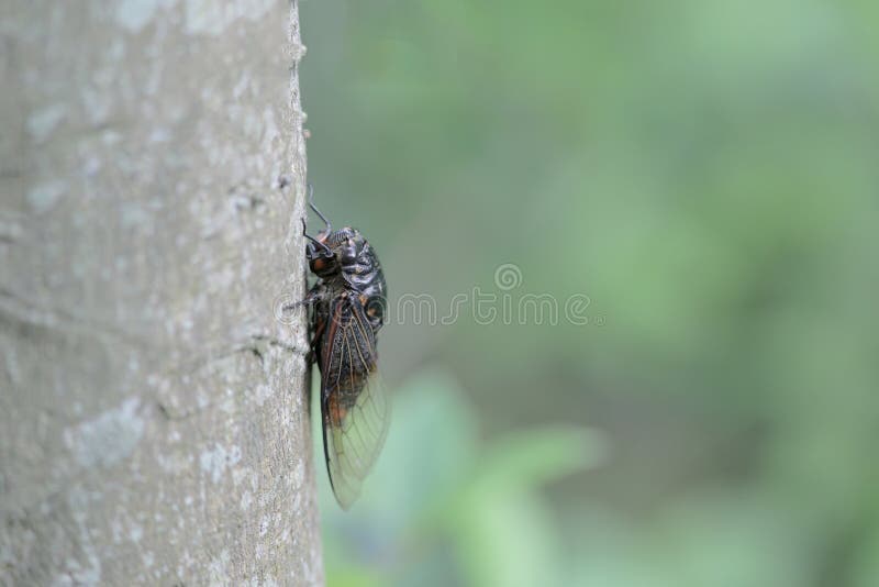 Cicada Insect on the Tree.at Nature Stock Image - Image of insect ...