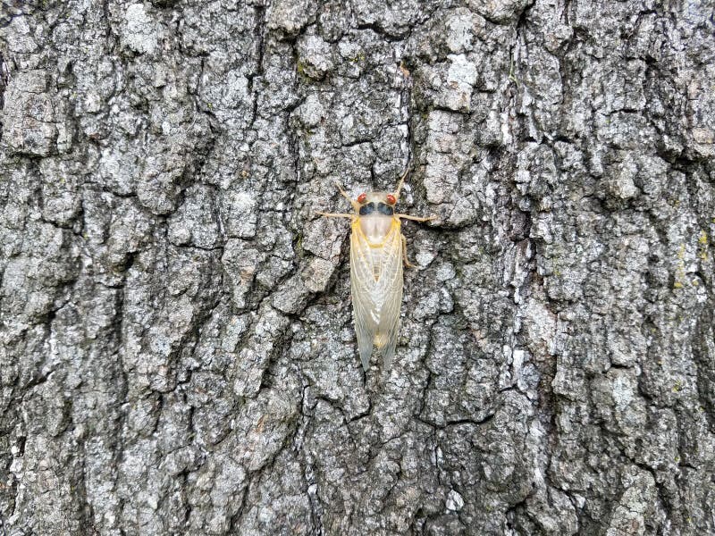 Cicada Insect on Tree Trunk Bark Outdoor Stock Image - Image of cicada ...