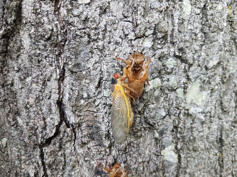 Cicada Insect on Tree Trunk Bark Outdoor Stock Photo - Image of insect ...