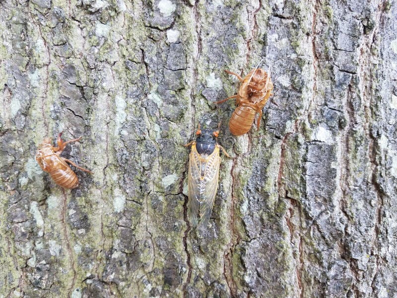 Cicada Insect on Tree Trunk Bark Outdoor Stock Image - Image of outdoor ...