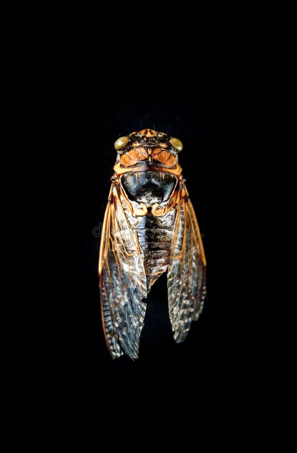 Cicada Black Prince stock photo. Image of fauna, cicada - 103681842