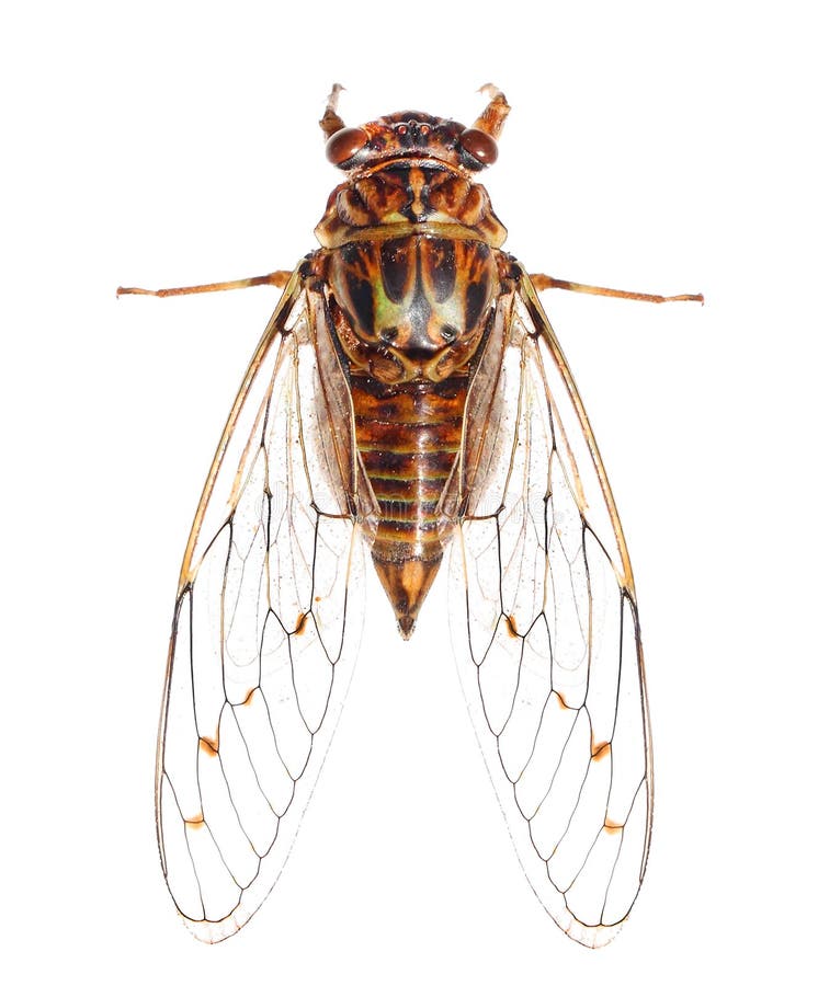 Cicada stock image. Image of control, moth, dorsal, face - 132511293