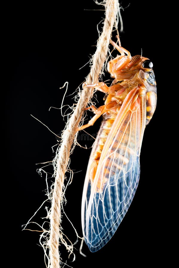 A Cicada Just Dehulled and Came Out from the Shell in about One Hour ...