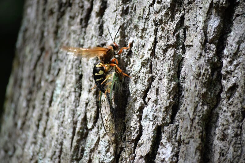 Cow Killer Wasp (Red Velvet Ant) Stock Image - Image of painful ...