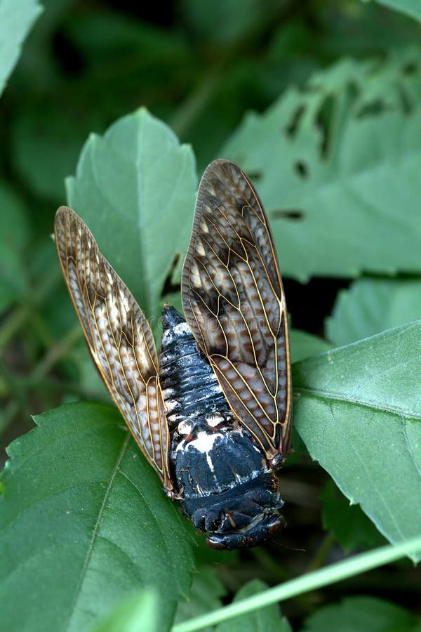 Cicada, Kyoto, Japan stock image. Image of japanese, closeup - 45858995