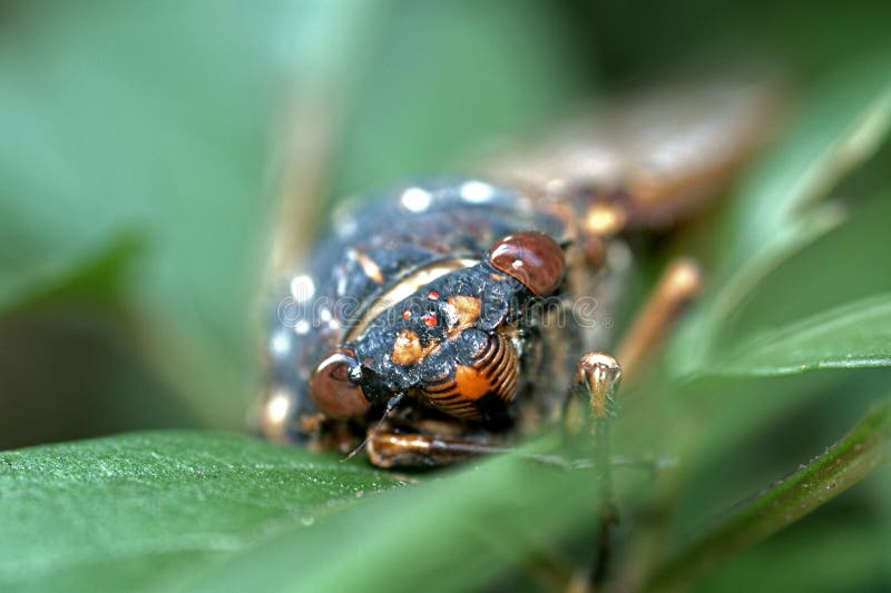 Cicada, Kyoto, Japan stock photo. Image of life, close - 45859126