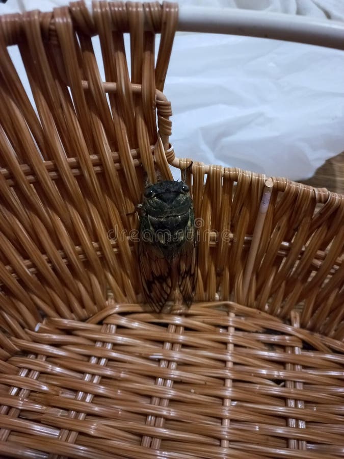Cicada Landed Inside the Basket Stock Photo - Image of seasonal, noisy ...