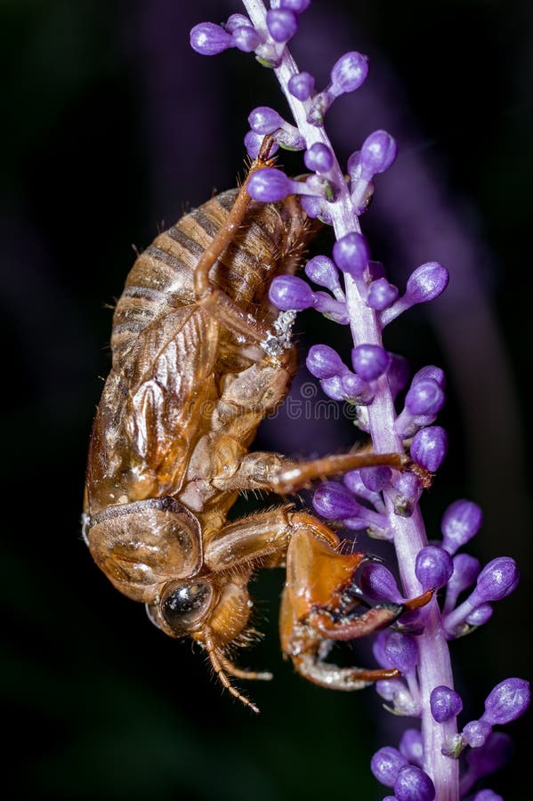 Cicada larvae stock photo. Image of leaf, detail, restaurants - 27131140