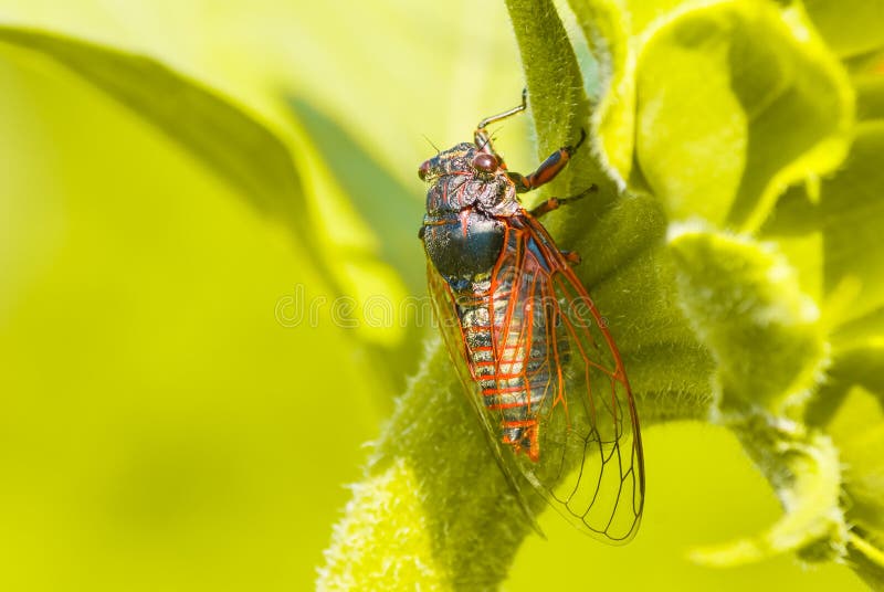 Cicada on a leaf stock photo. Image of homoptera, sucking - 1109990