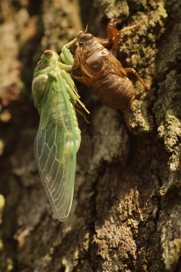 Cicada Emerging from Shell on the Bark of a Tree Stock Photo - Image of ...