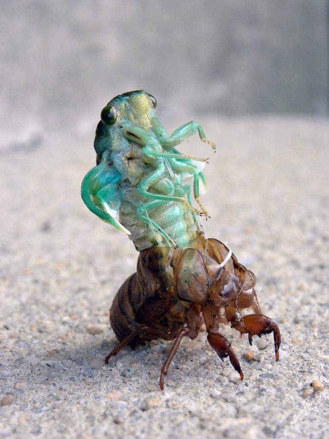 Cicada Locust Molting Closeup Stock Photo - Image of molting, cicada ...