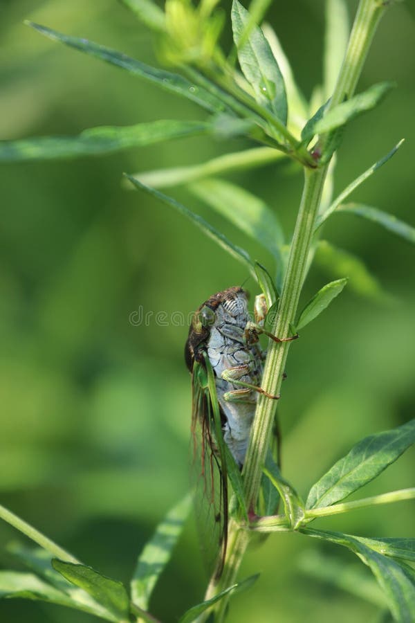 Cicada or Locust on a Plant. Stock Photo - Image of called, exoskeleton ...