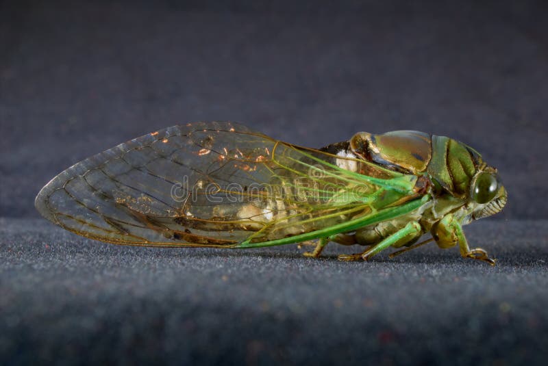Cicada stock photo. Image of green, side, features, wing - 58097580