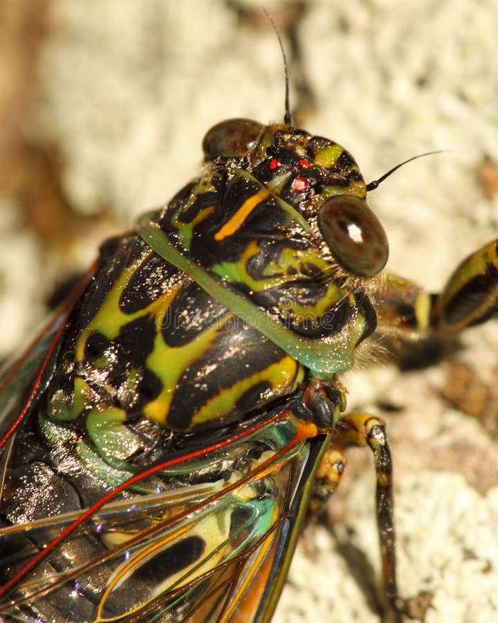 Cicada Macro Portrait stock photo. Image of outdoors - 39994016