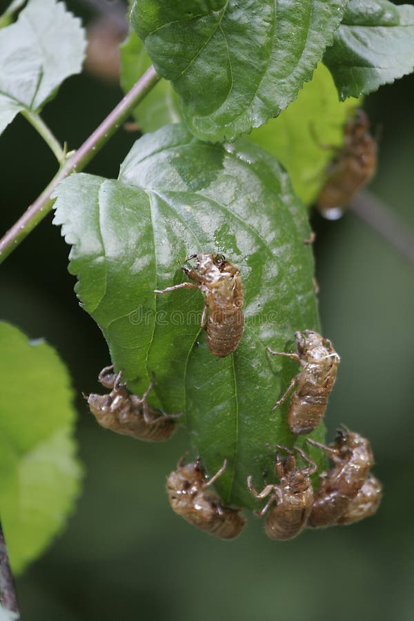 Cicada Many Empty Shells on Leaf - Magicicada Stock Image - Image of ...