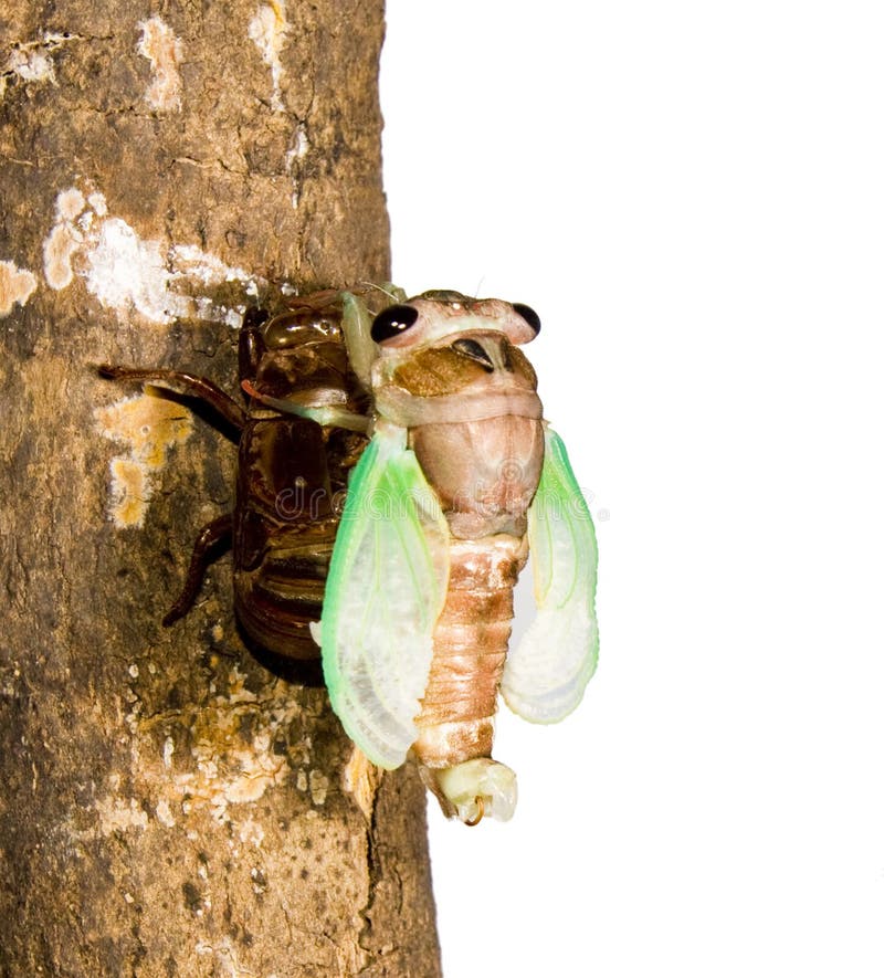 Cicada Metamorphosis. Last Molt - the Transfor Stock Photo - Image of ...
