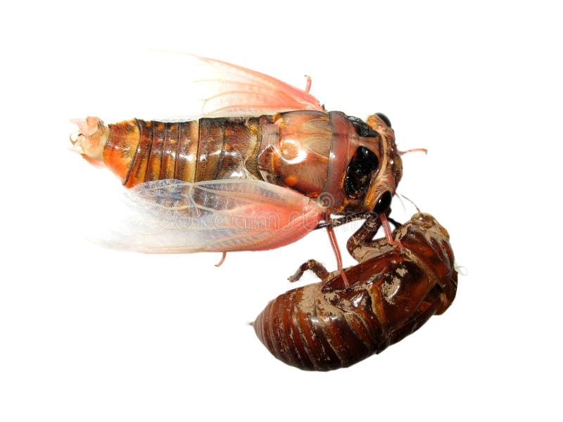 Cicada and molt stock photo. Image of armor, antenna - 10819086
