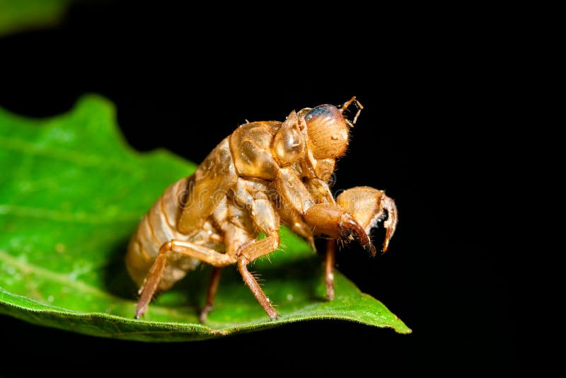 Cicada molt stock photo. Image of legs, insect, eyes - 12608128