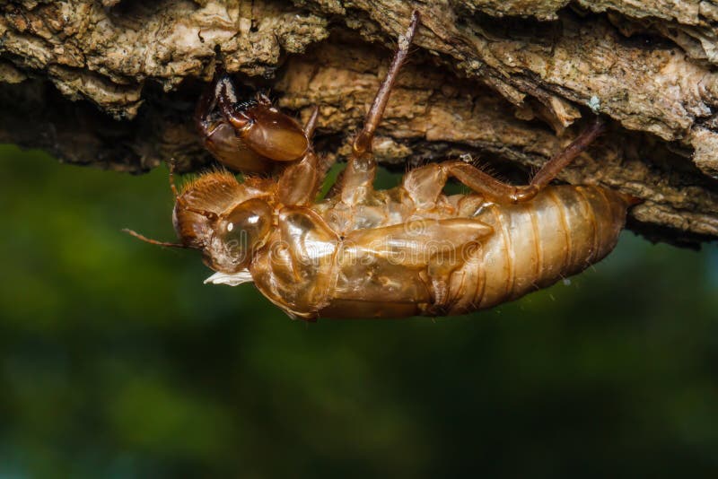 Cicada molt stock photo. Image of background, cricket - 42586954