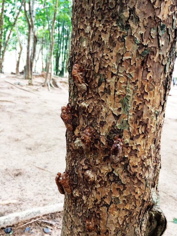 Cicada Molt Hold on a Tree. Stock Photo - Image of natural, detail ...