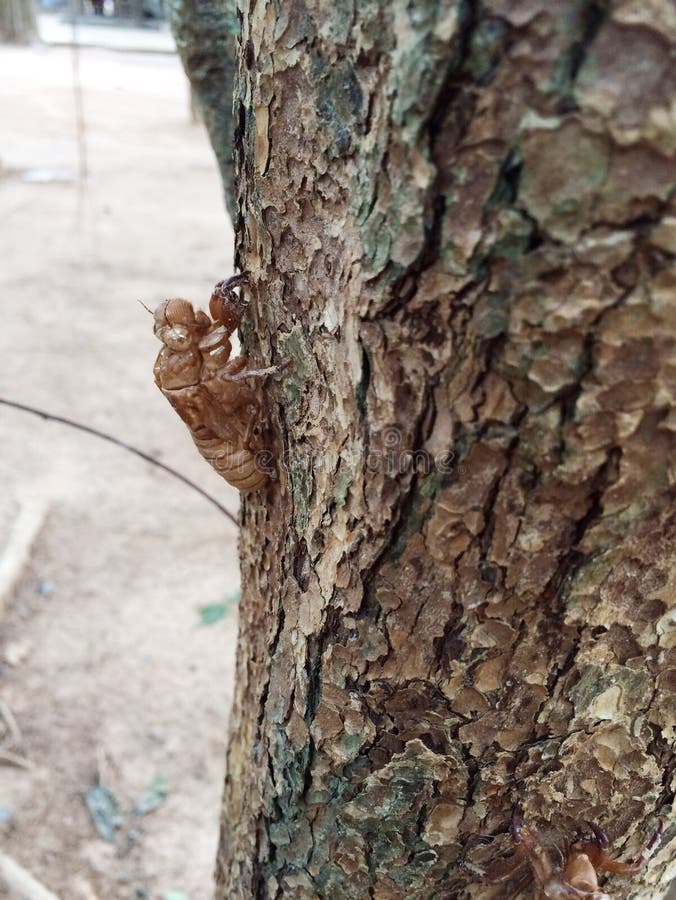 Cicada Molt Hold on a Tree. Stock Image - Image of husk, summer: 80367039