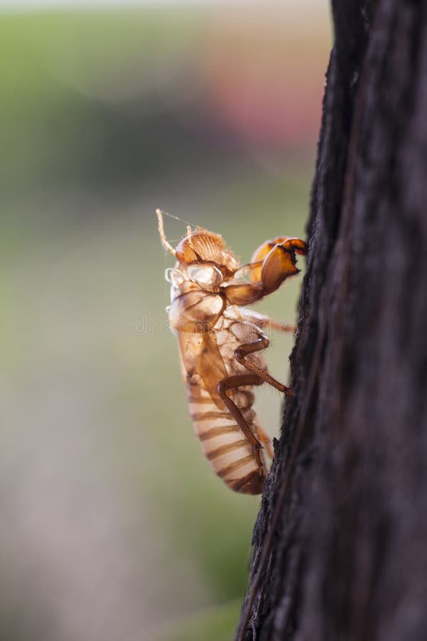 Cicada molt stock image. Image of crawl, detail, branch - 41302431
