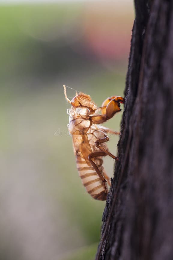 Cicada molt stock image. Image of crawl, detail, branch - 41302431