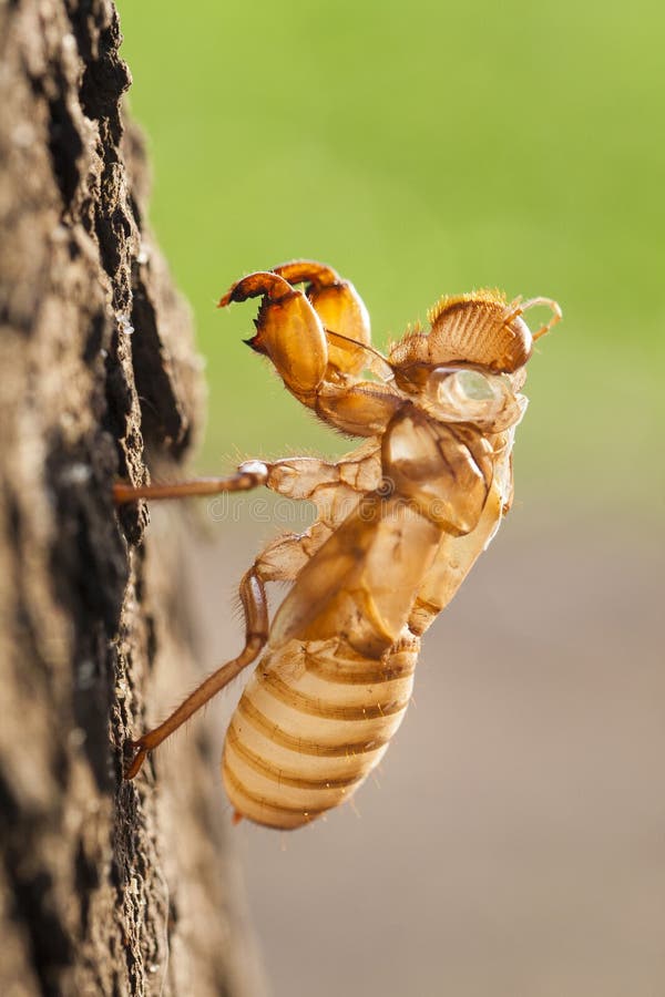 Cicada molt stock photo. Image of environment, leave - 41318392