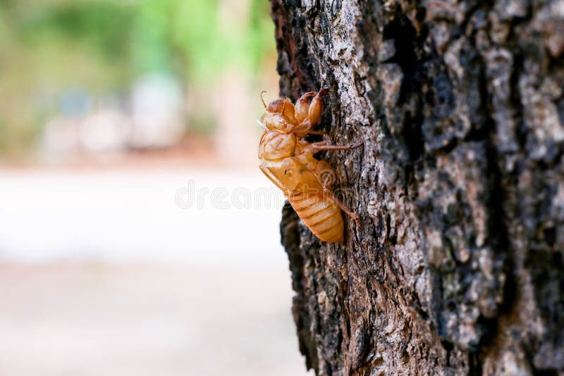 Cicada molt stock photo. Image of forest, bark, cricket - 71635536