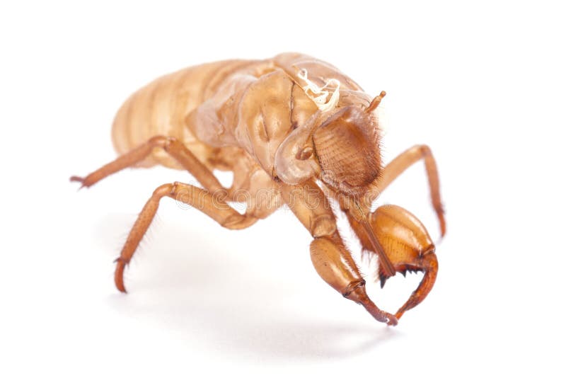 Cicada molt stock photo. Image of crawl, holding, abstract - 41302244