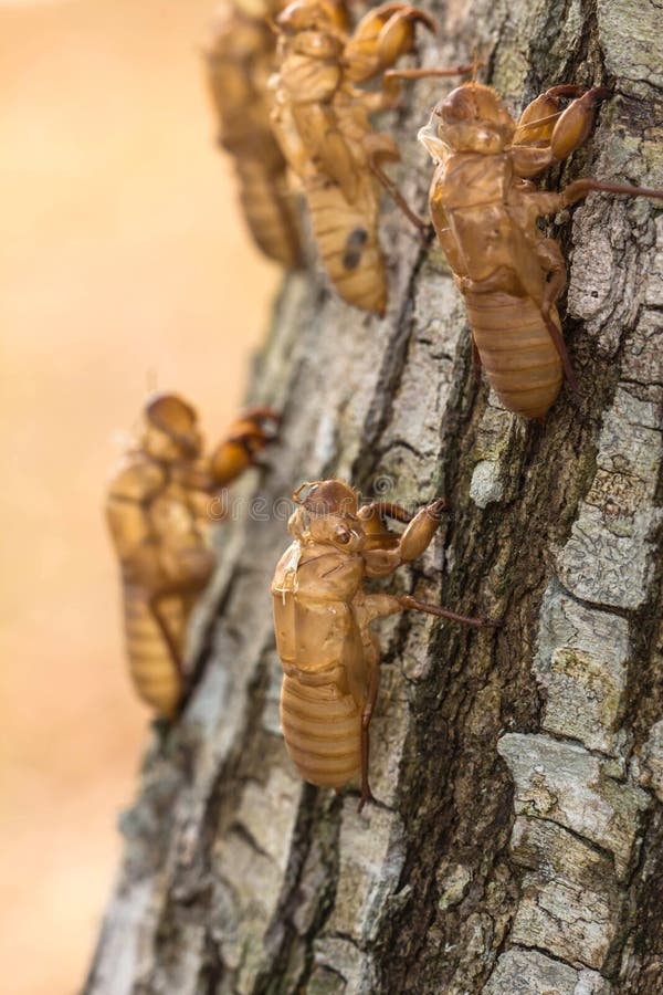 Cicada molt stock image. Image of cicadoidea, cycle, abstract - 31878079