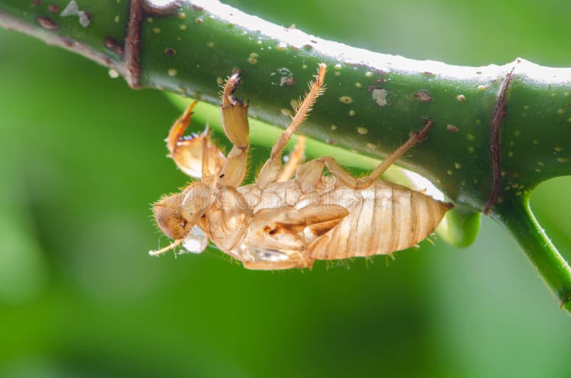 Cicada molt stock image. Image of husk, abstract, scary - 74530273
