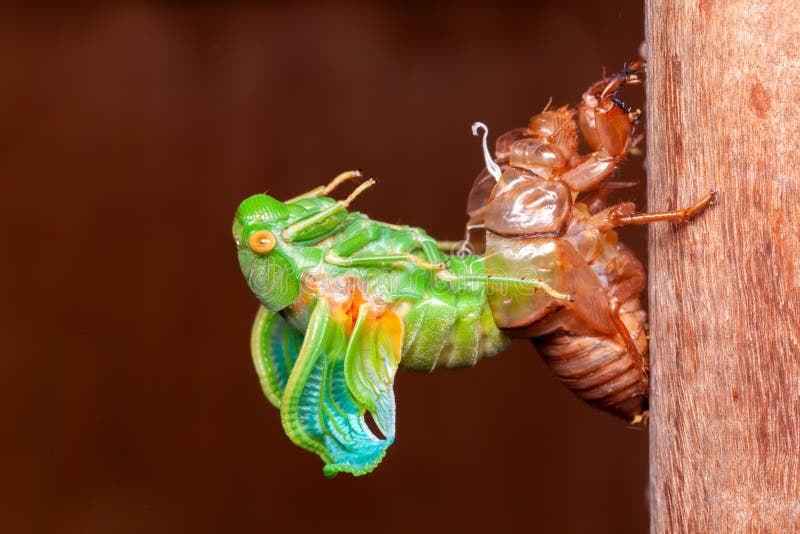 Cicada Molting Exuvia Emerging Shell Stock Photo - Image of science, themes: 197181502