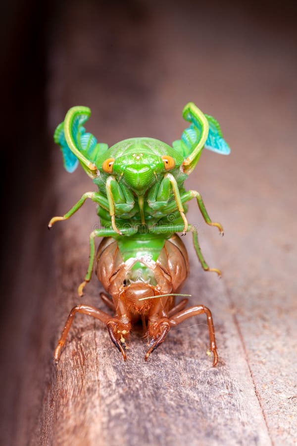 Cicada Molting Exuvia Emerging Shell Stock Photo - Image of emerged ... Cicada Molting Exuvia Emerging Shell Stock Photo - Image of emerged ...