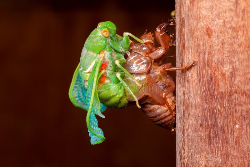 Cicada Molting Exuvia Emerging Shell Stock Photo - Image of night ... Cicada Molting Exuvia Emerging Shell Stock Photo - Image of night ...