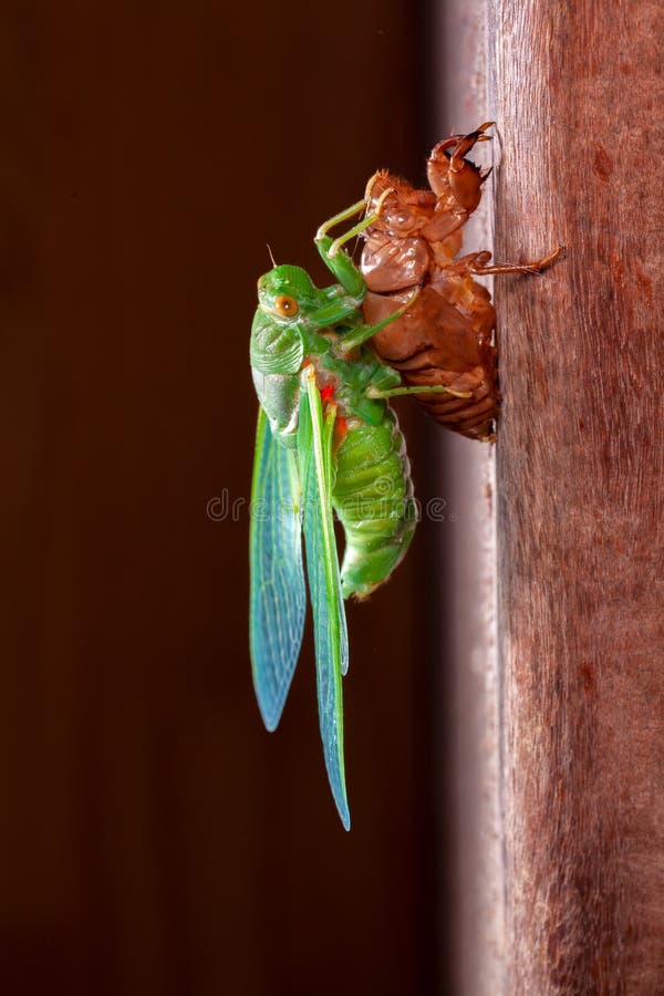 Cicada Molting Exuvia Emerging Shell Stock Image - Image of ...
