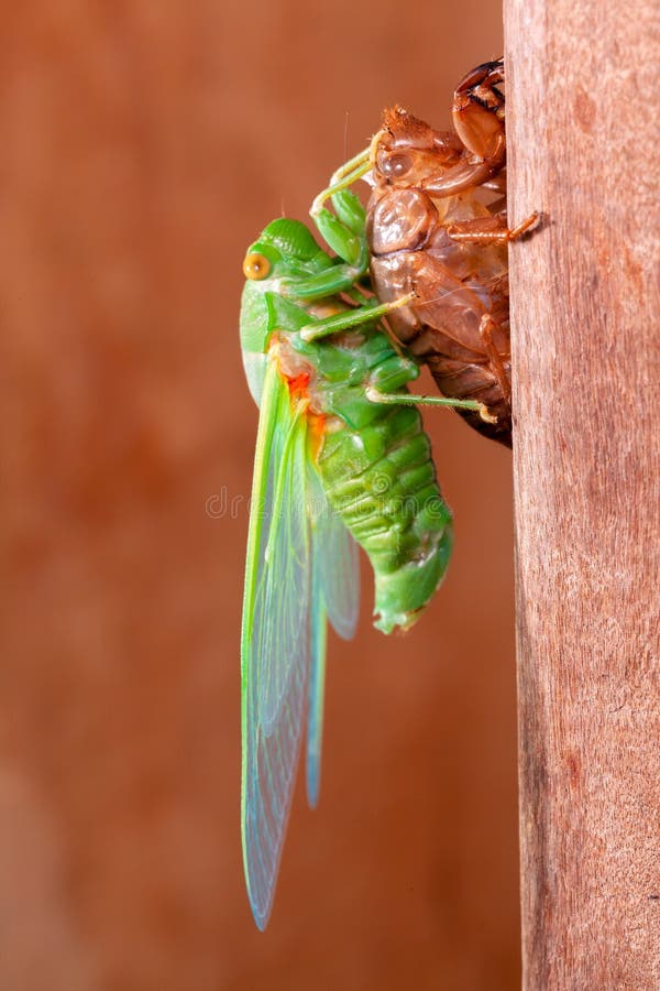 Cicada Molting Exuvia Emerging Shell Stock Photo - Image of entomology ... Cicada Molting Exuvia Emerging Shell Stock Photo - Image of entomology ...