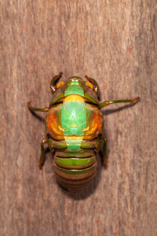 Cicada Molting Exuvia Emerging Shell Stock Image - Image of animal ...