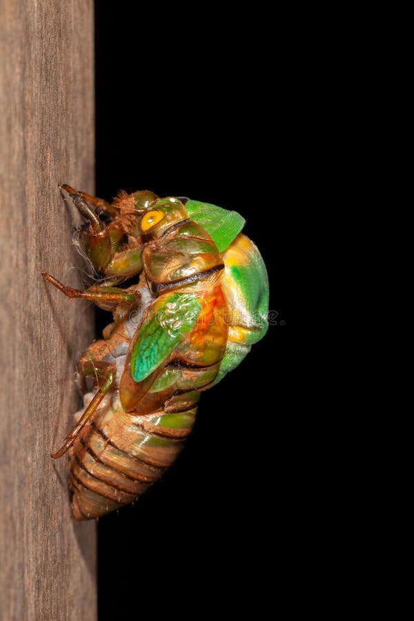 Cicada Molting Exuvia Emerging Shell Stock Image - Image of ...