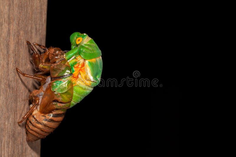 Cicada Molting Exuvia Emerging Shell Stock Image - Image of wildlife ... Cicada Molting Exuvia Emerging Shell Stock Image - Image of wildlife ...