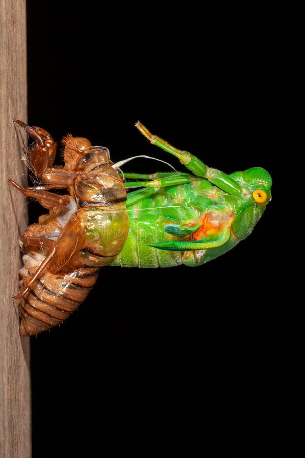 Cicada Molting Exuvia Emerging Shell Stock Image - Image of young ...