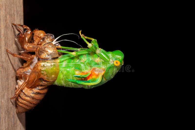 Cicada Molting Exuvia Emerging Shell Photos - Free & Royalty-Free Stock Photos from Dreamstime