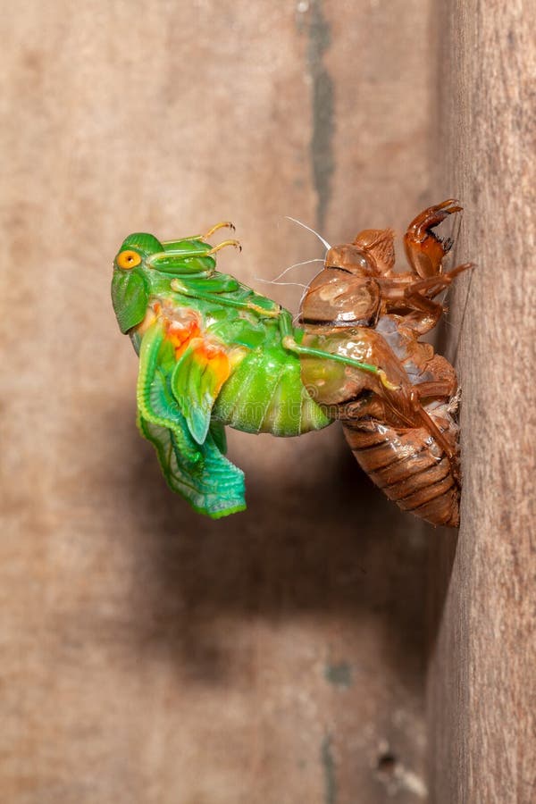 Cicada Molting Exuvia Emerging Shell Stock Photos - Free & Royalty-Free Stock Photos from Dreamstime