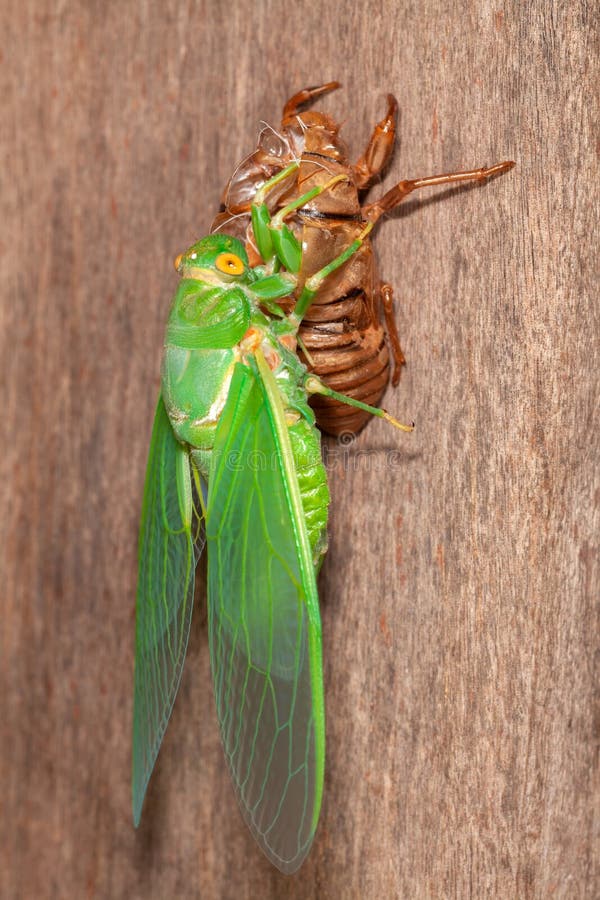 Cicada Molting Exuvia Emerging Shell Stock Photo - Image of night ...